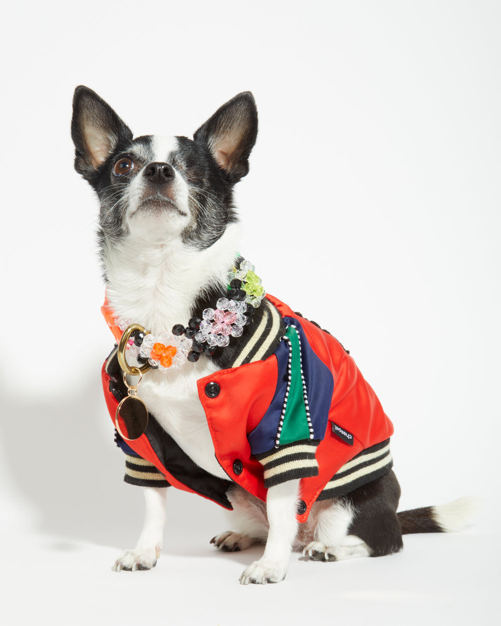 Seltzer Dog Collar – Susan Alexandra