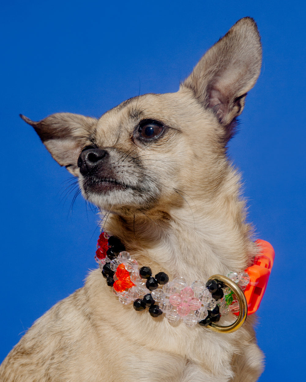 Seltzer Dog Collar – Susan Alexandra